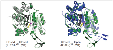 经典重读丨Nature肿瘤中IDH1突变和2-HG - 知乎