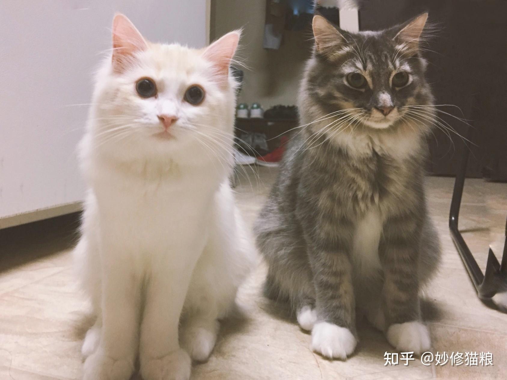 养“宠物猫”和“土猫”有什么区别吗?这4点还是有差别的 知乎