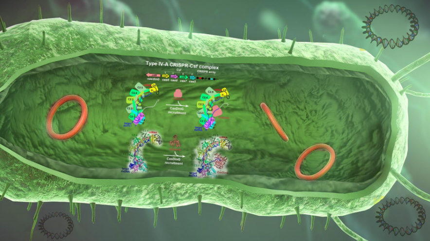 CRISPR研究“再下一城”：南科大学者揭晓IV-A型CRISPR-Csf系统背后机制，有望用于临床疾病诊治 - 知乎