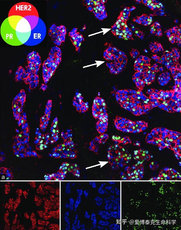 超全攻略 ！一文理清免疫荧光实验步骤、技巧及疑难问题 - 知乎