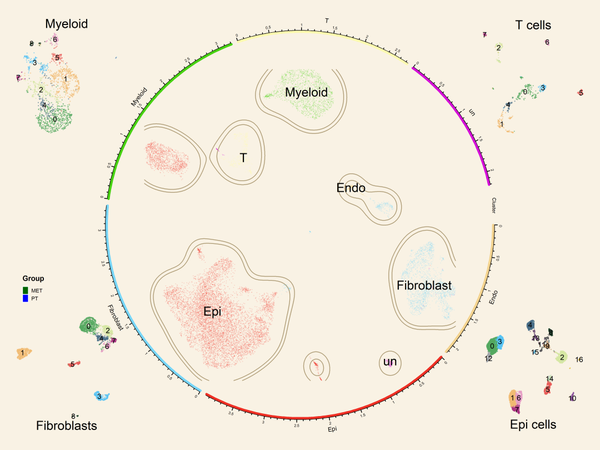 scRNA复现|所见即所得，和Cell学umap，plot1cell完成惊艳的细胞注释umap图 - 知乎