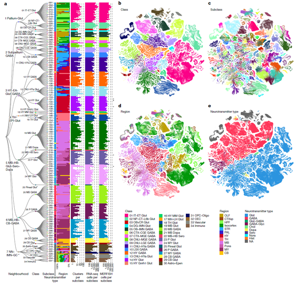 [BICCN]|小鼠全脑细胞类型的高分辨率转录组和空间图谱 - 知乎
