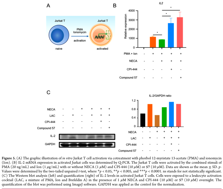 新型腺苷A2A受体拮抗剂用于癌症免疫治疗 - 知乎