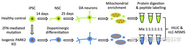 iPSC+基因编辑，助力神经系统疾病研究 - 知乎