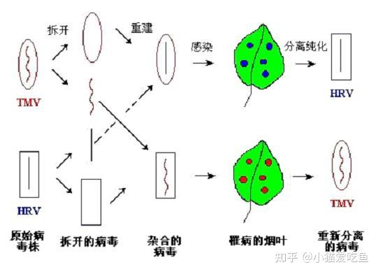 《微生物学》主要知识点-08 第八章 微生物的遗传 - 知乎