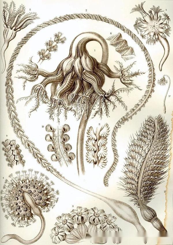 【动物界全系列】珊瑚纲—八射珊瑚亚纲 - 知乎