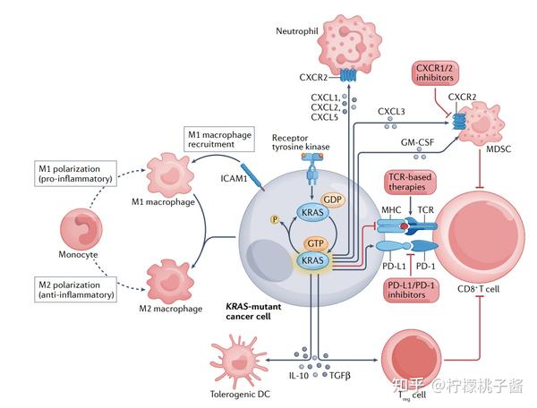 带你了解“成药艰难”的KRAS靶点！如今逆袭已成“明星”靶点！ - 知乎