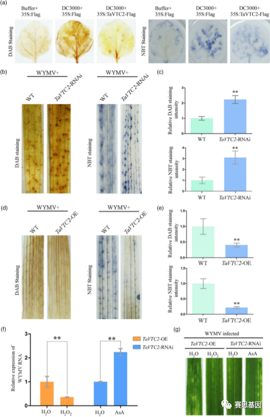 【Plant Biotech J】小麦黄色花叶病毒NIb以TaVTC2为靶标以引发小麦的广谱抗性 - 知乎