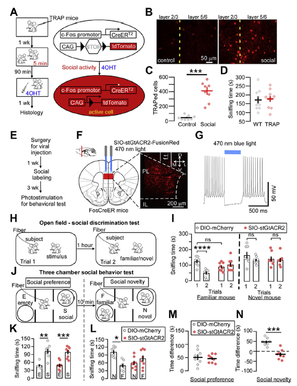 Biological Psychiatry新发现：mPFC中的一群特殊神经元参与编码社会记忆 - 知乎