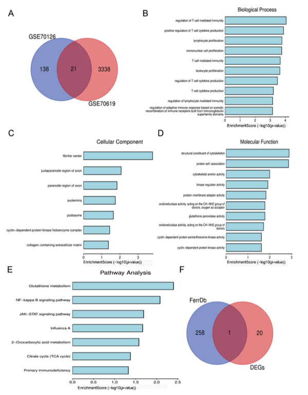 Biology丨IDH1 通过促进巨噬细胞铁死亡从而生成泡沫细胞 - 知乎