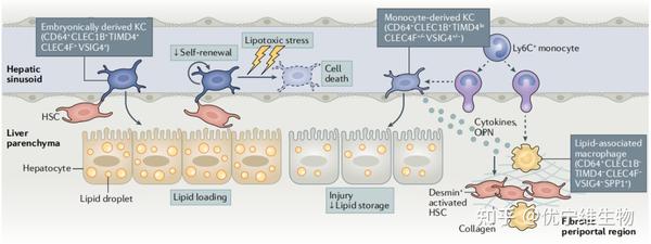 Systemic Immunity in NAFLD&NASH : Total Solution All in One - 知乎