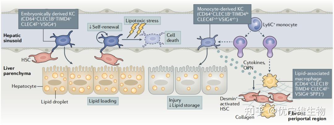 Systemic Immunity in NAFLD&NASH : Total Solution All in One - 知乎