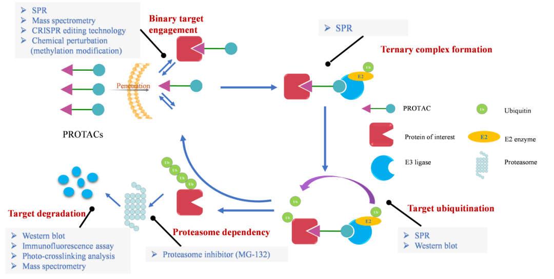【AMM最新综述】基于PROTAC的多特异性抗病毒药物研究进展 - 知乎