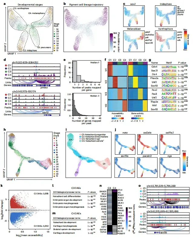 SPATAC-seq绘制单细胞分辨率下斑马鱼胚胎发育的染色质可及性图谱 - 知乎