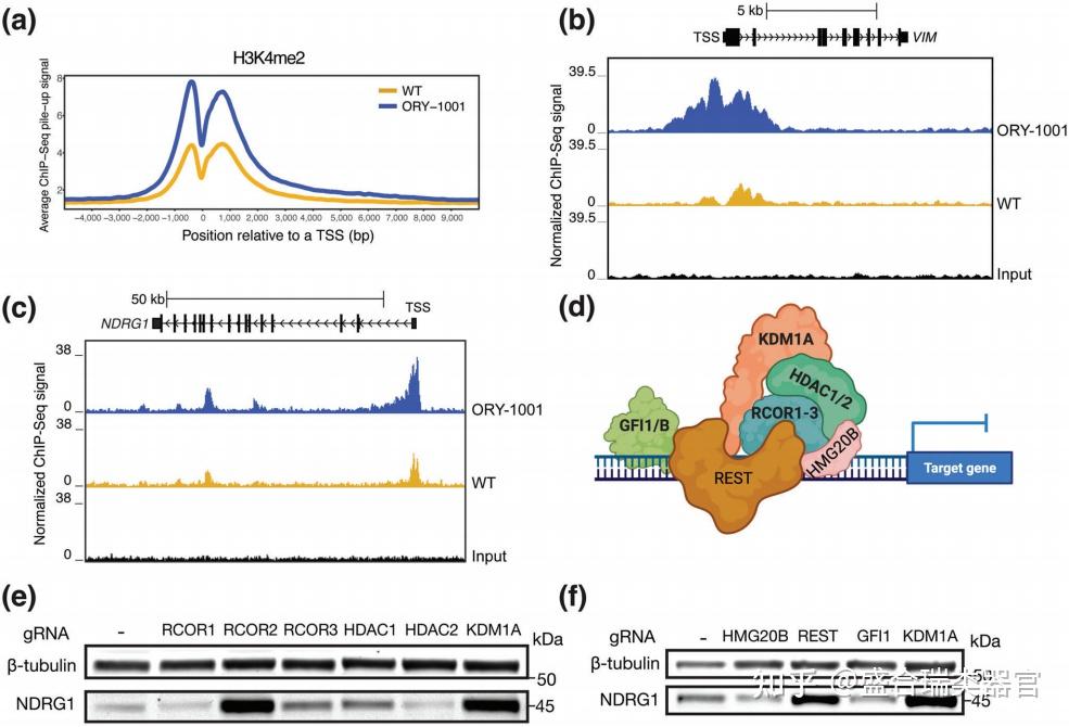 类器官模型辅助胃癌研究，KDM1A抑制剂或可成为潜在治疗药物 - 知乎