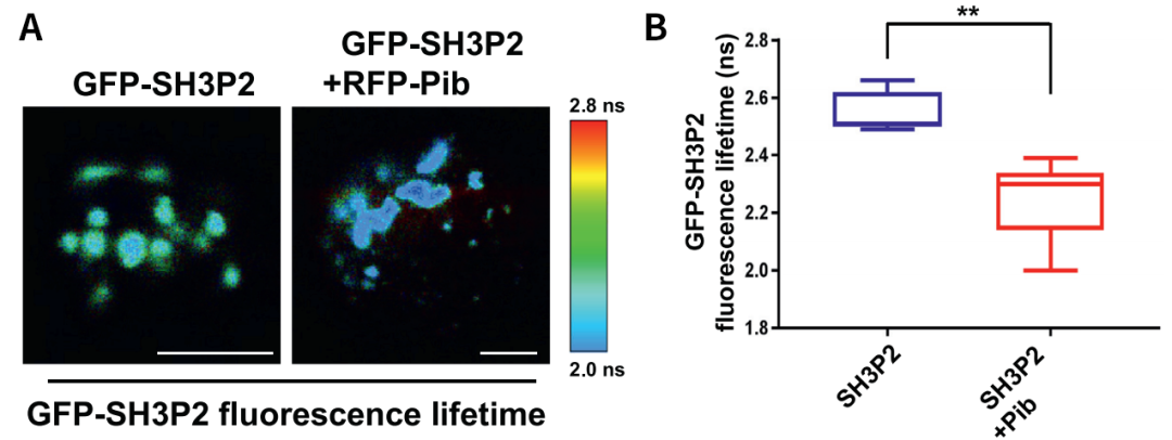 你会选择什么方法在植物中研究蛋白互作？ - 知乎