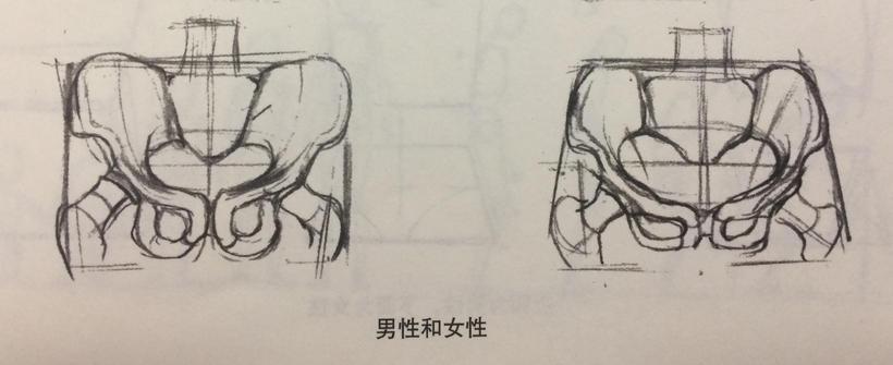 【动漫人物屁股解析】怎么画出性感的屁股？ 知乎