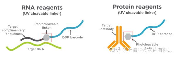 GeoMx® Digital Spatial Profiler（DSP）——探索肿瘤免疫微环境的利器 - 知乎