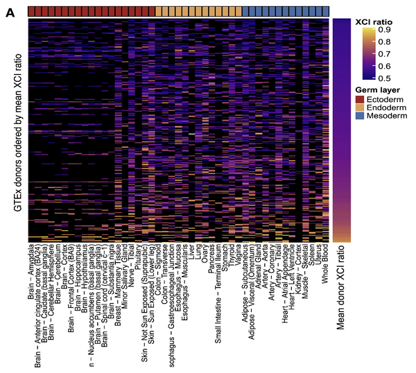 X染色体失活和胚胎发育 - 知乎