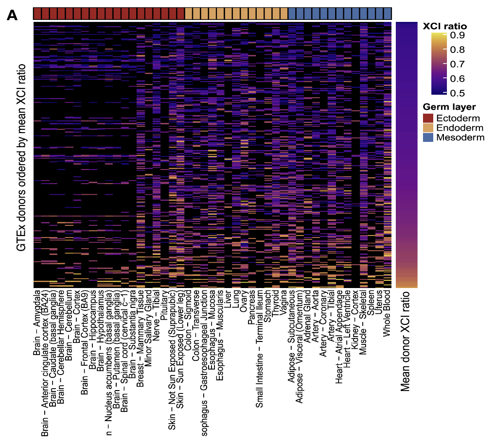 X染色体失活和胚胎发育 - 知乎