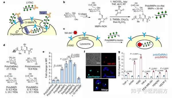 Nature：PROTAC之后， LYTAC来了！ - 知乎