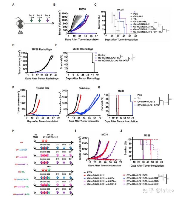 一种武装溶瘤病毒通过将肿瘤转化为aAPCs，增强了TIL的疗效 - 知乎