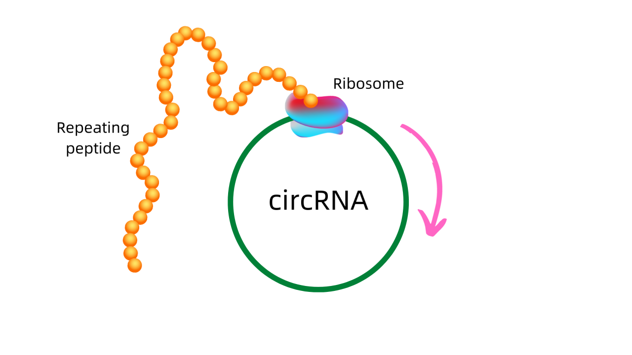 环状与线状RNA，孰优孰劣 - 知乎