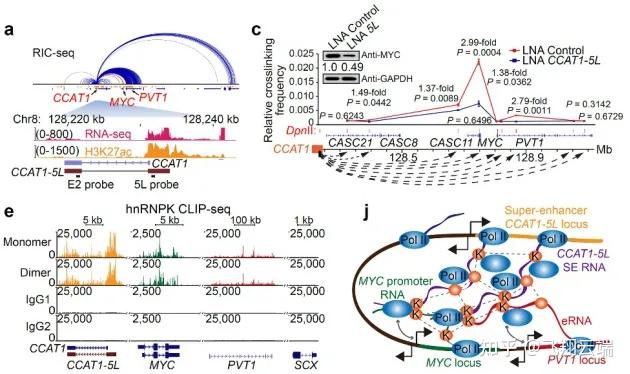 RIC-seq：捕获全局RNA-RNA互作 - 知乎