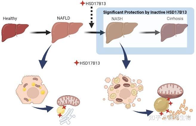 CN-Bio器官芯片应用—NASH IND申报案例_上海曼博生物代理 - 知乎