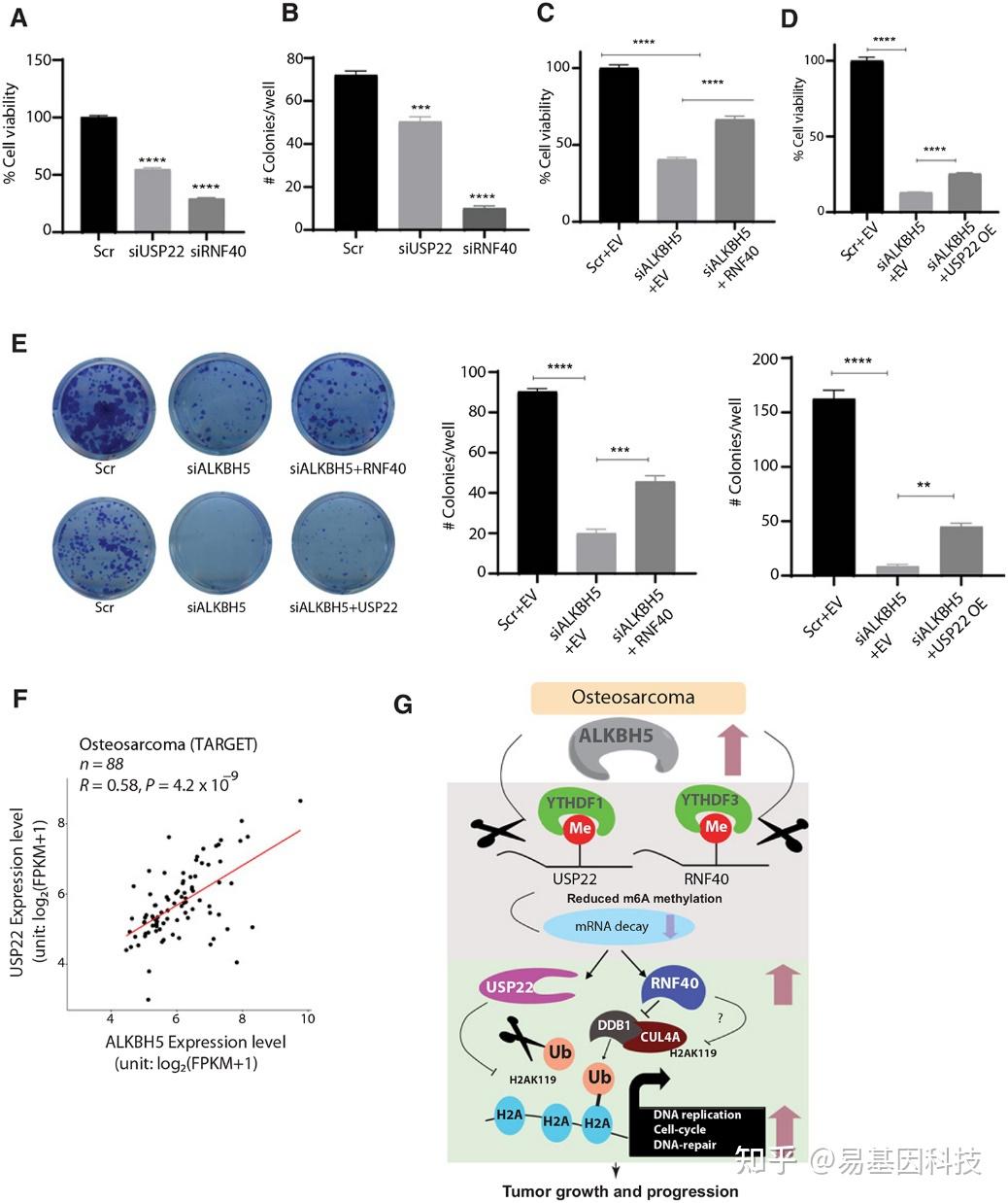易基因｜MeRIP-seq揭示m6A RNA甲基化通过调控组蛋白泛素化来促进癌症生长和进展：Cancer Res - 深圳市易基因科技 - 博客园