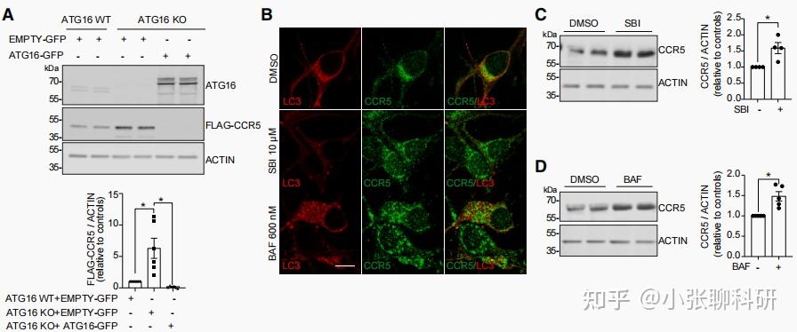 顶刊解读|旁分泌信号，神经元自噬与神经退行性病变 - 知乎