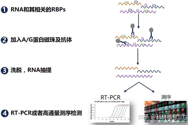 科研新人，细数那些常用的分子互作实验！ - 知乎