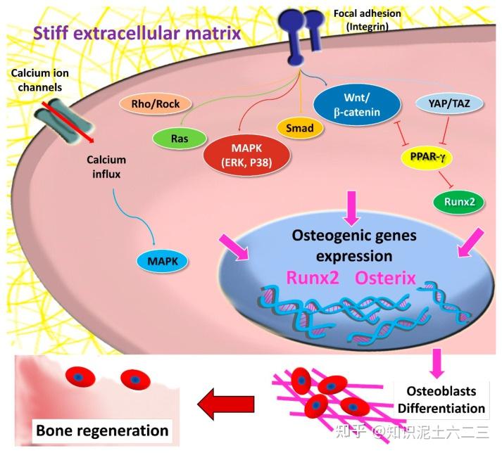 Hippo通路、Rho/Rock信号…揭秘基质刚度如何影响细胞命运 - 知乎