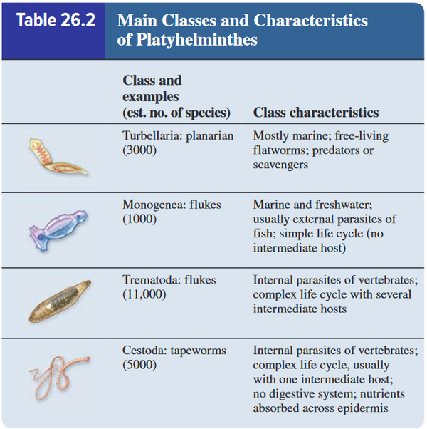 千姿百态的冠轮动物（二）--扁形动物 - 知乎