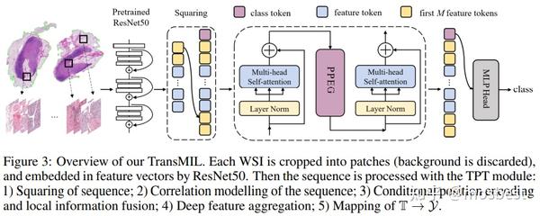 TransMIL: 基于 Correlated Multiple Instance Learning Transformer 用于 WSI Classification - 知乎