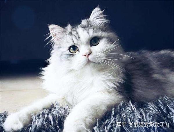 菲顿宠物科普：潮湿天气是导致猫咪湿疹的因素之一 知乎