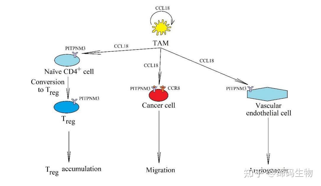 肿瘤免疫靶点｜CCR8 - 知乎