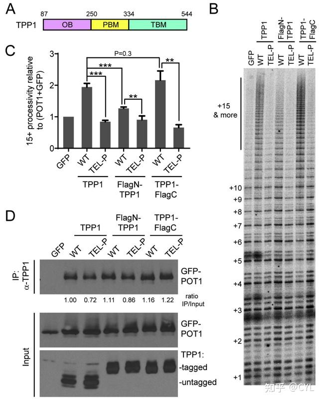 【文献翻译】N端Flag标签损害TPP1对端粒酶功能的调节 - 知乎