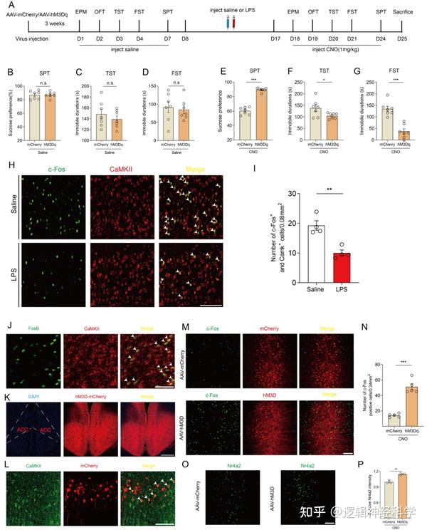 Pharmacological Research︱重庆医科大学谢鹏团队揭示核受体相关蛋白Nr4a2的抗抑郁新机制 - 知乎