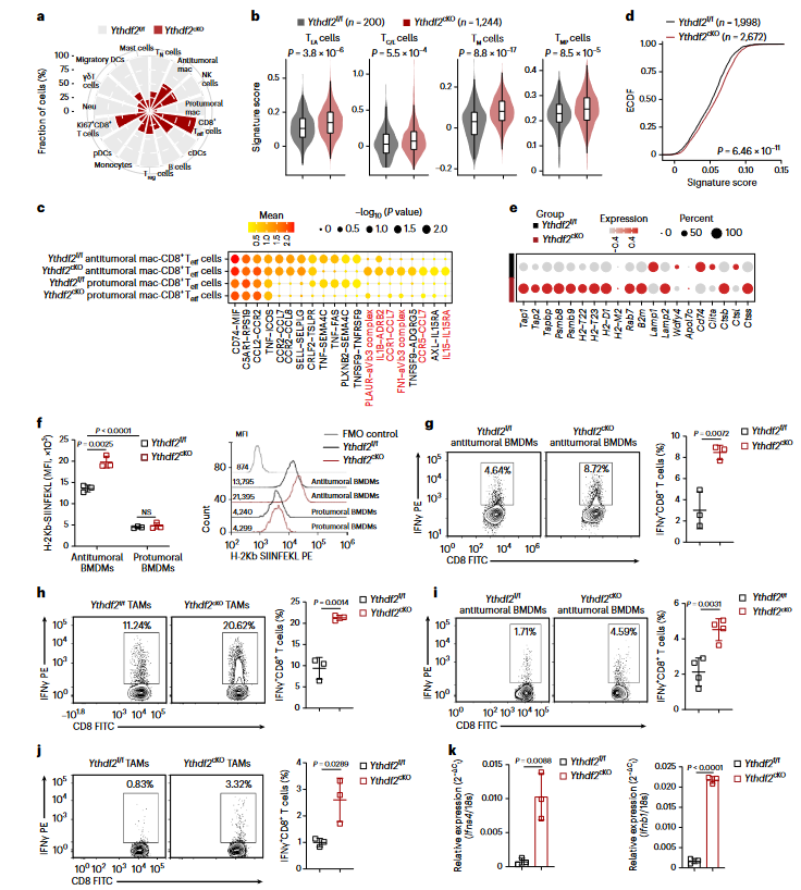 m6A+单细胞热点专题二：YTHDF2通过CD8+T细胞调控TAM重编程并控制抗肿瘤免疫 - 知乎