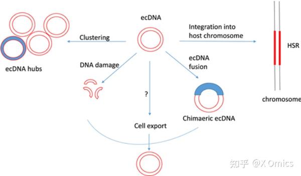 染色体外DNA（ecDNA）简介 - 知乎