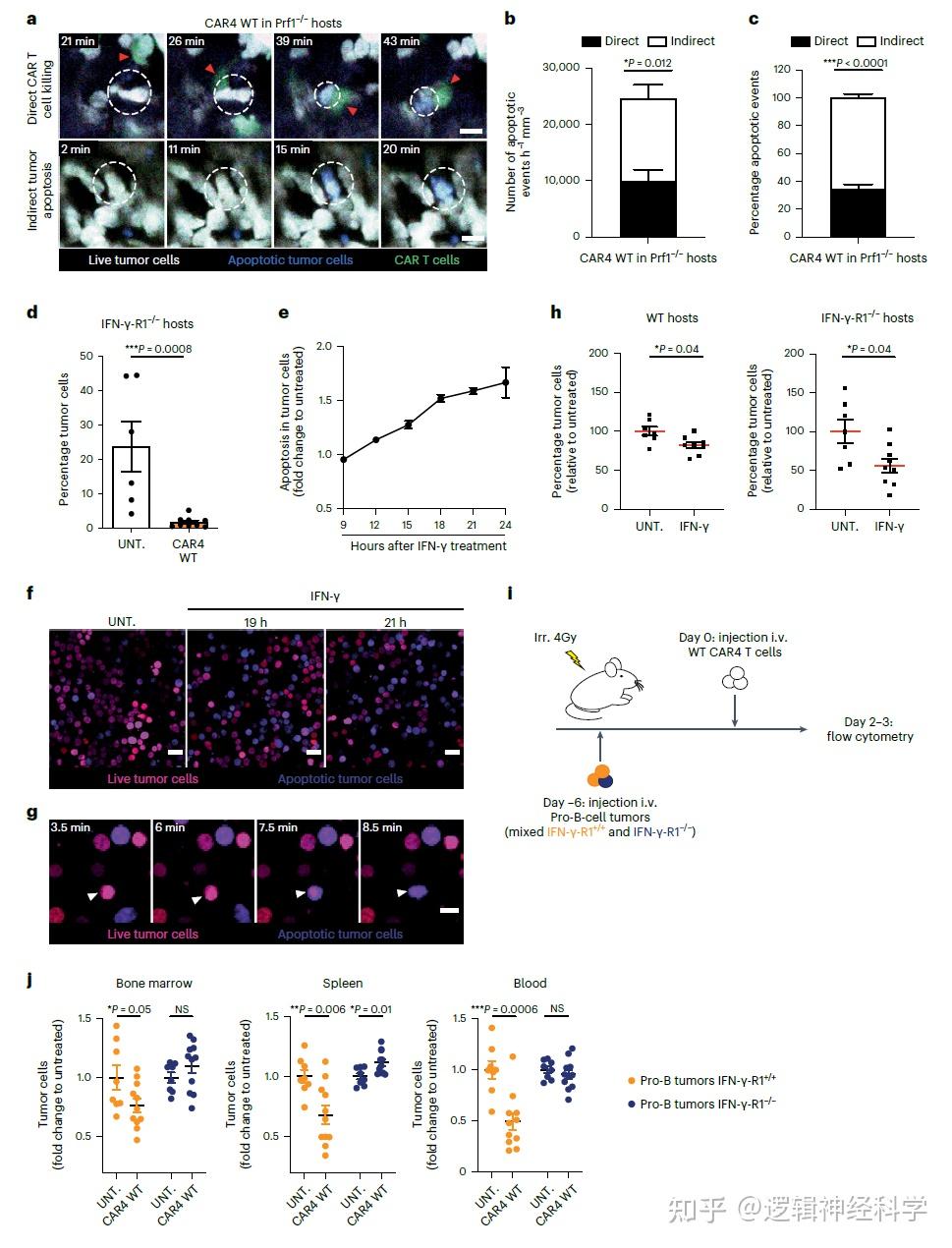 Nat Cancer︱法国巴黎大学科研团队发现肿瘤对IFN-γ的敏感性决定CD4+CAR-T细胞治疗的有效性 - 知乎