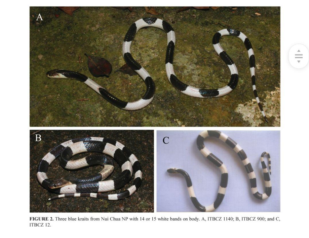 献给钟爱的Bungarus环蛇属（Krait) - 知乎