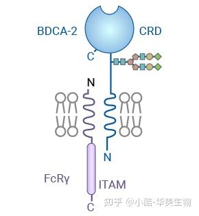 BDCA2/CLEC4C：一种新型浆细胞样树突状细胞pDC标记物，干扰素α/β强效抑制剂，阻断SLE红斑狼疮！ - 知乎