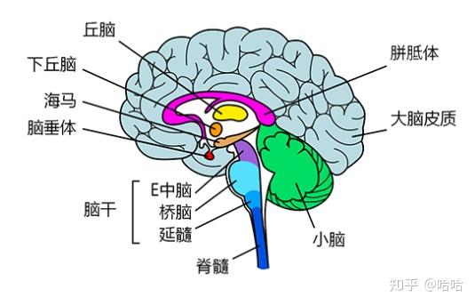 大脑高阶皮层和次皮层 - 知乎