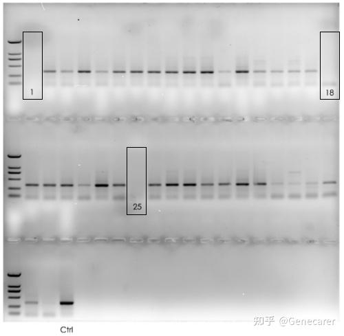 双靶点 sgRNA敲除如何PCR鉴定并举例 - 知乎