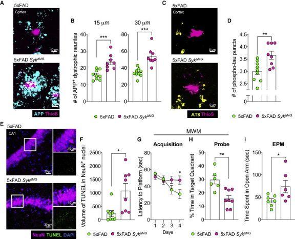 Cell：小胶质细胞导致阿尔茨海默Aβ沉积加剧、认知缺陷的新机制 - 知乎