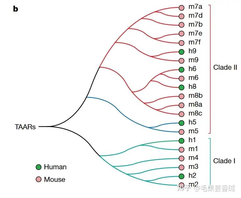 TAAR1的配体识别和G蛋白偶联机制 - 知乎