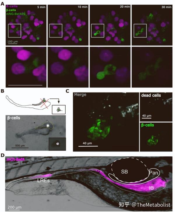 代谢学人--Cell Metabolism：肠菌分泌BefA来和β-cell说说话 - 知乎