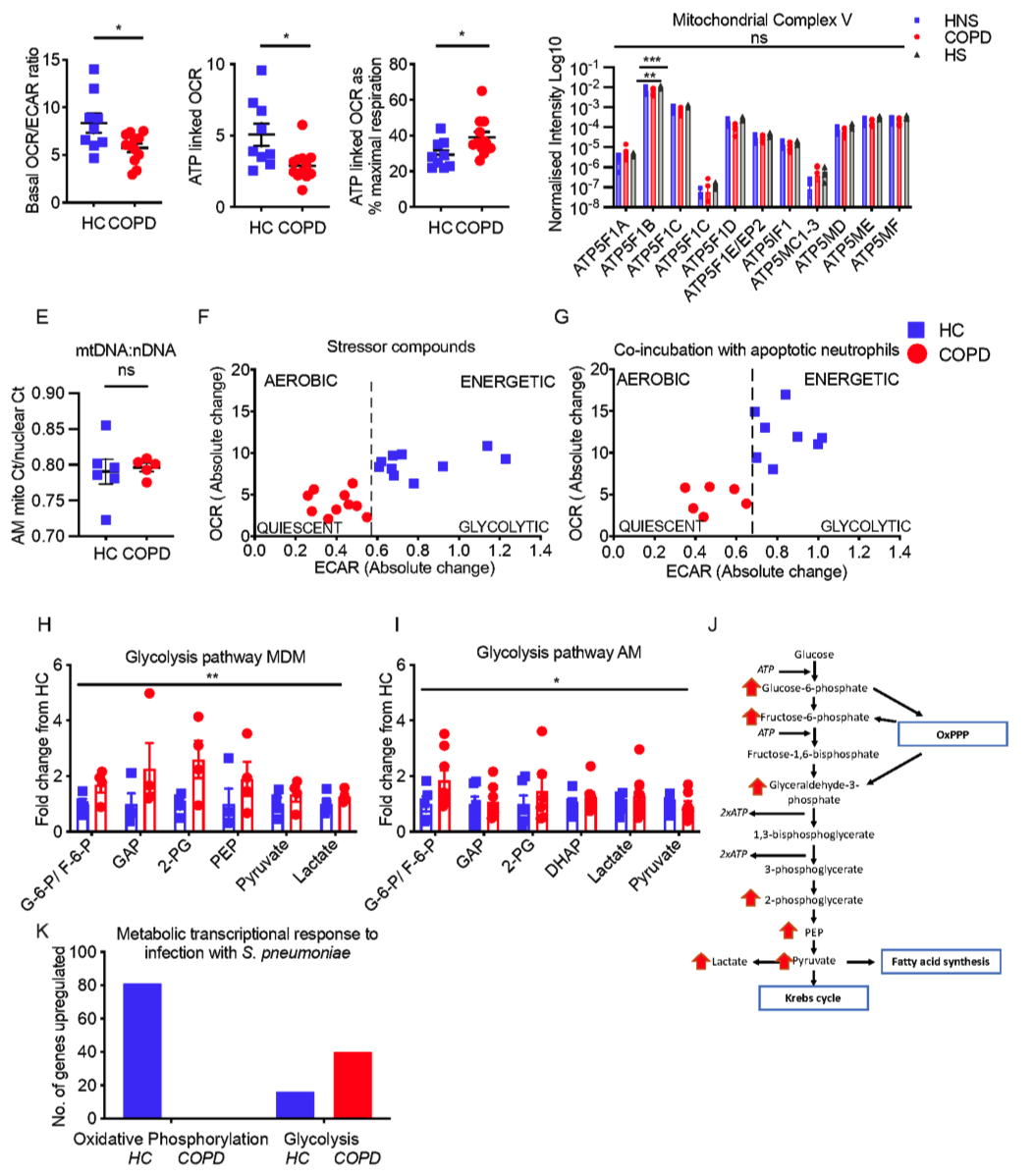 美国呼吸与重症监护医学杂志丨IF 21.405丨NRF2 诱导代谢重编程以恢复 COPD 中的巨噬细胞功能 - 知乎